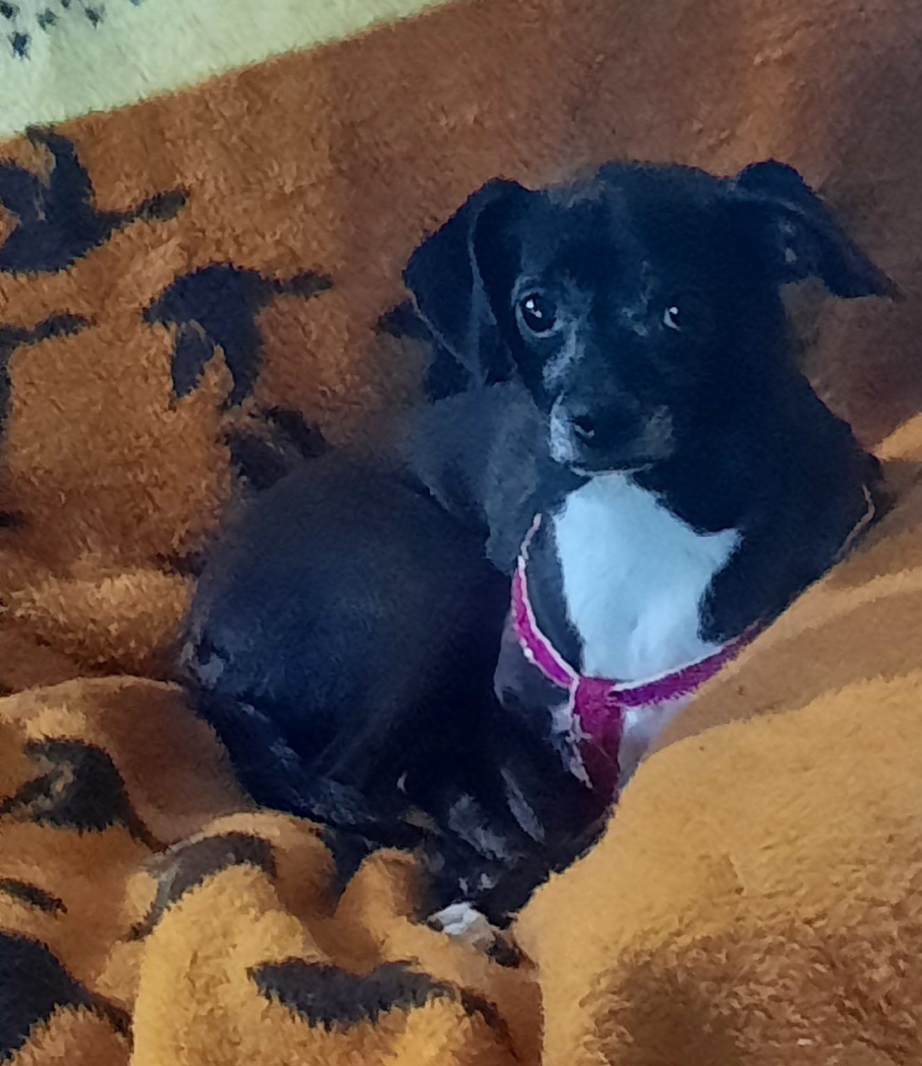 Adoptable Pets - Pawesome Village Rescue