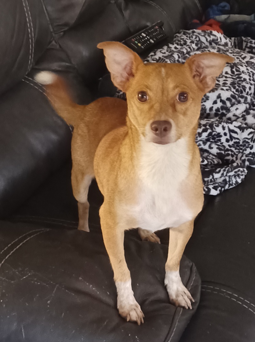 Adoptable Pets - Pawesome Village Rescue