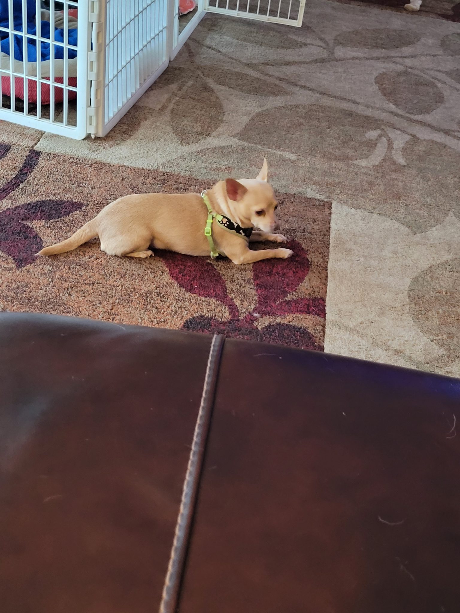 Adoptable Pets - Pawesome Village Rescue