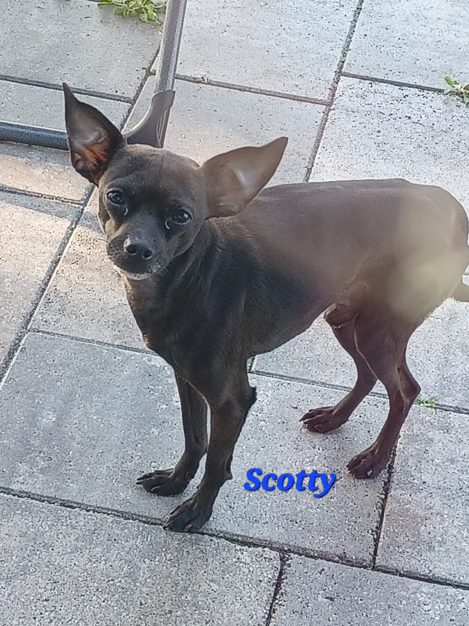 Adoptable Pets - Pawesome Village Rescue