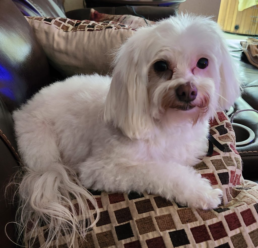 Adoptable Pets - Pawesome Village Rescue