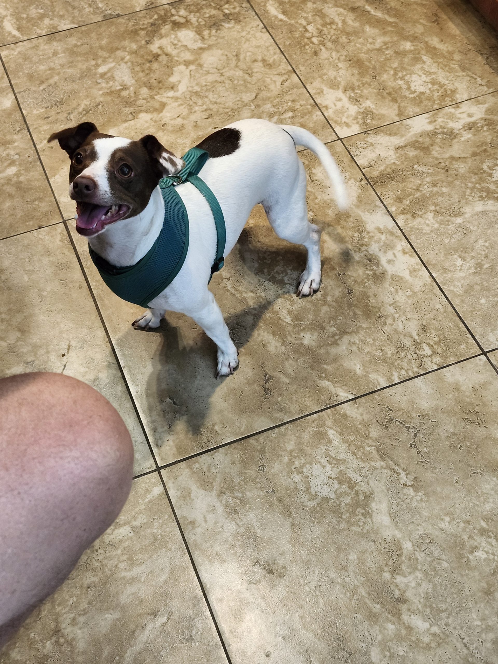 Adoptable Pets - Pawesome Village Rescue