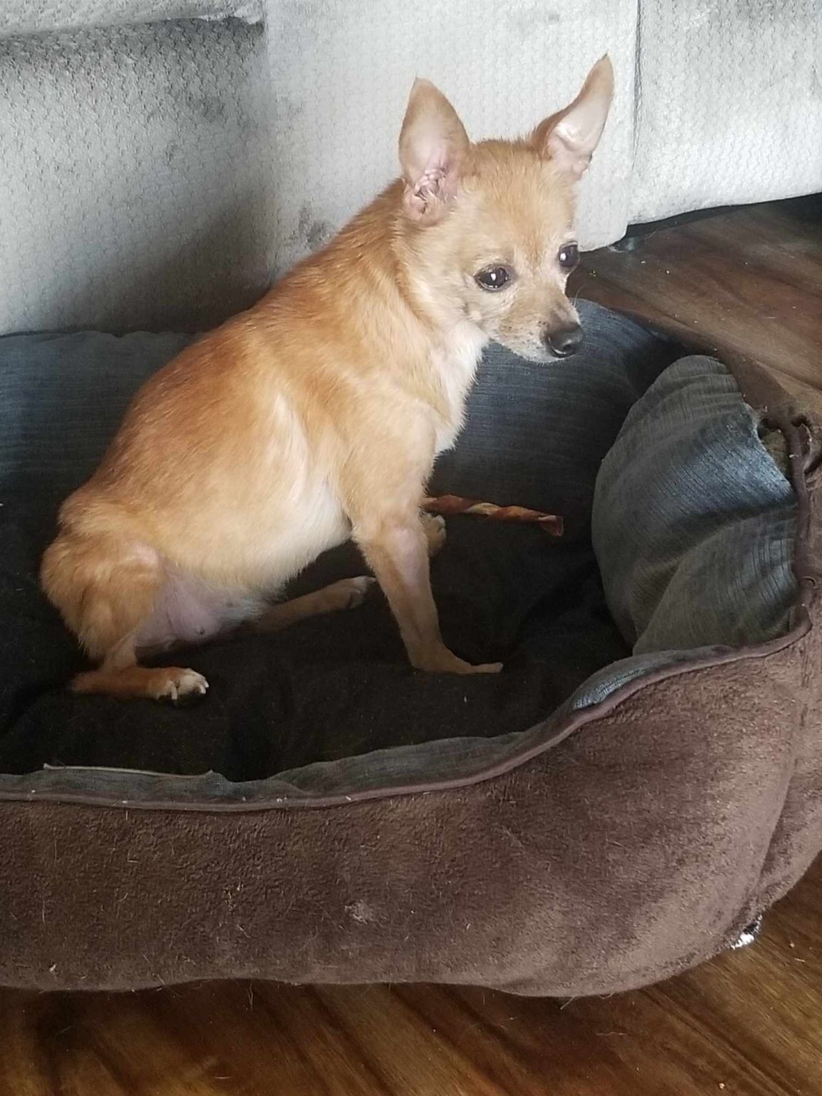 Adoptable Pets - Pawesome Village Rescue